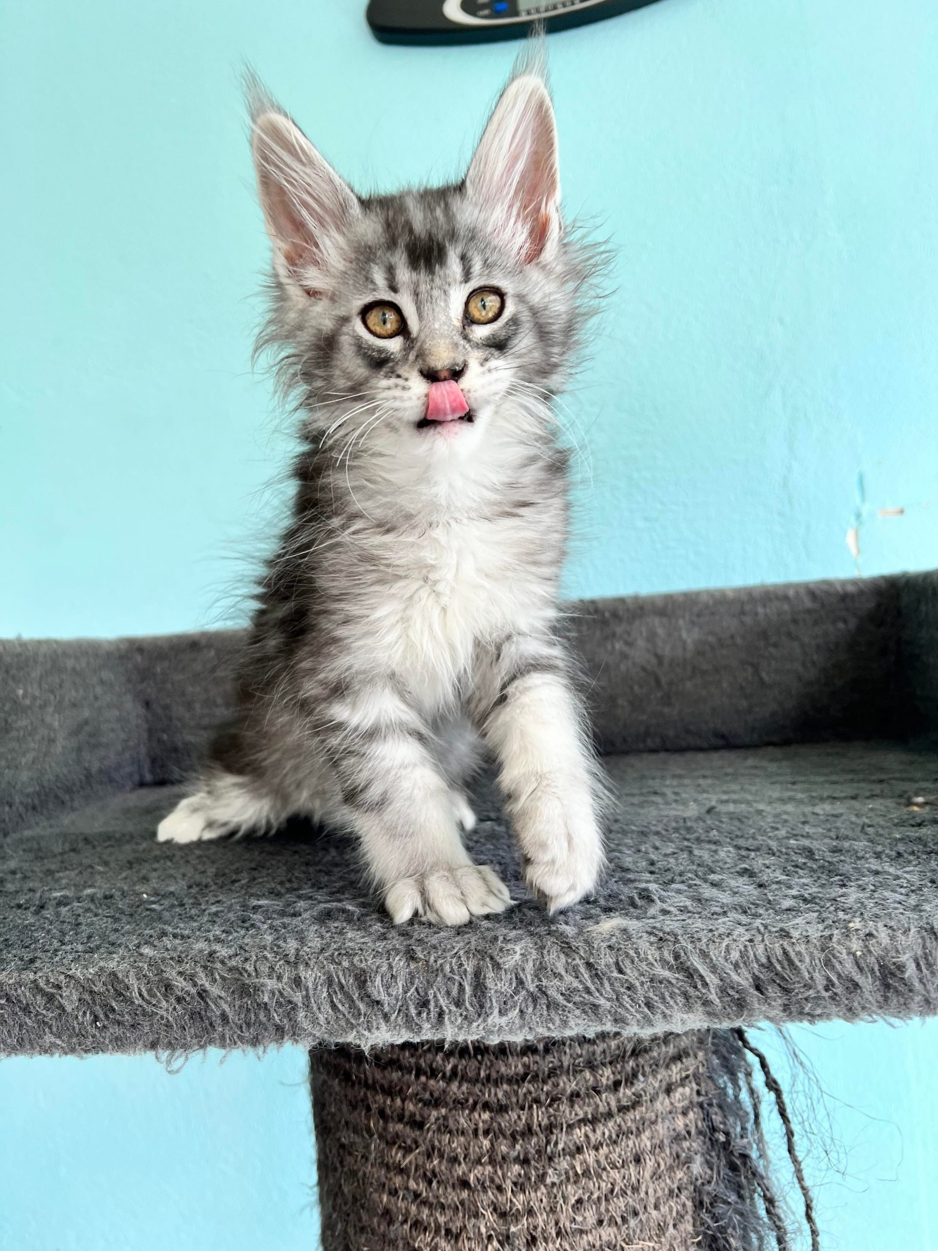 FR* Tuamotu da Vinci’s Coon – Maine Coon Cattery Millbridge