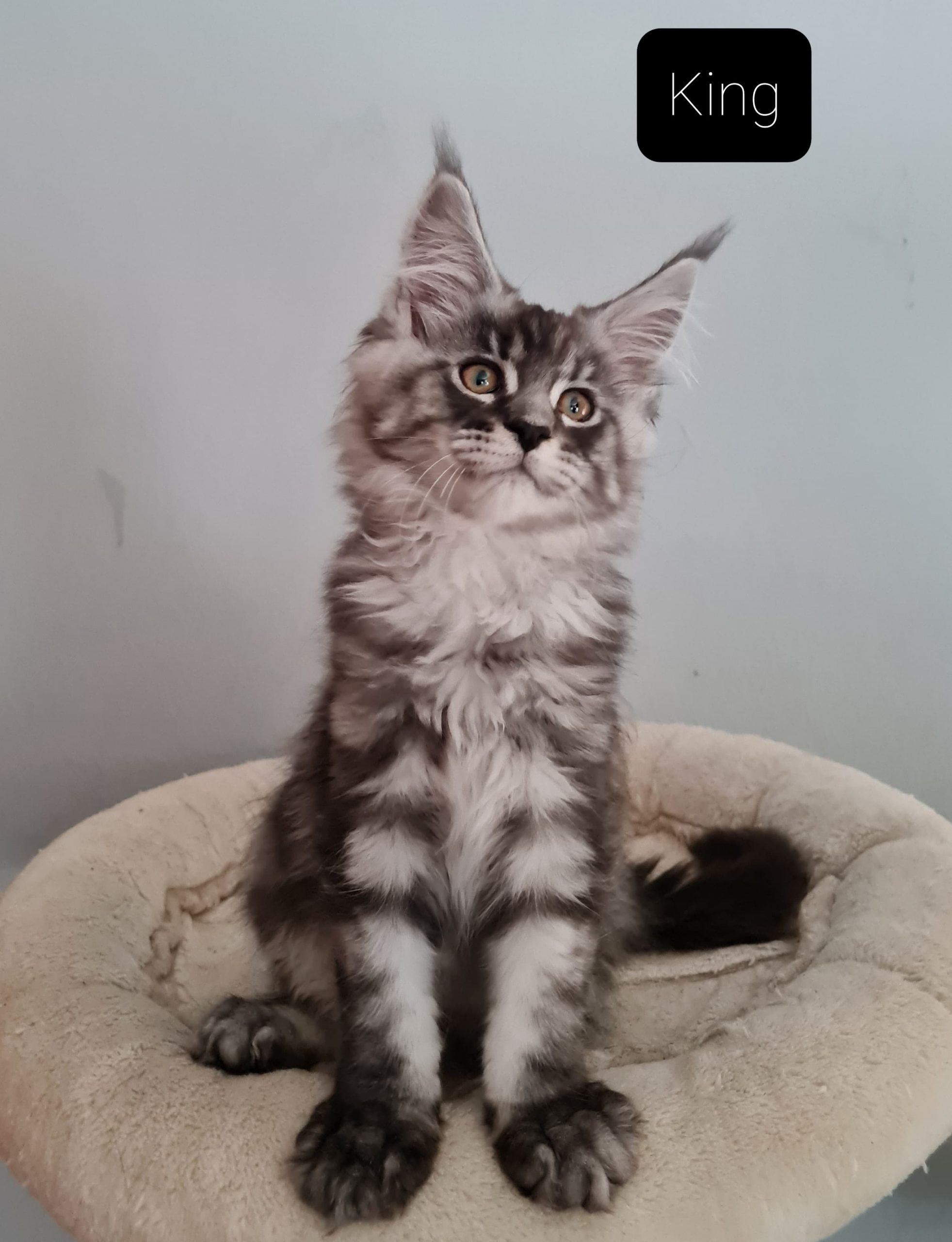 Waarom is een stamboom raskat belangrijk? – Maine Coon Cattery Millbridge