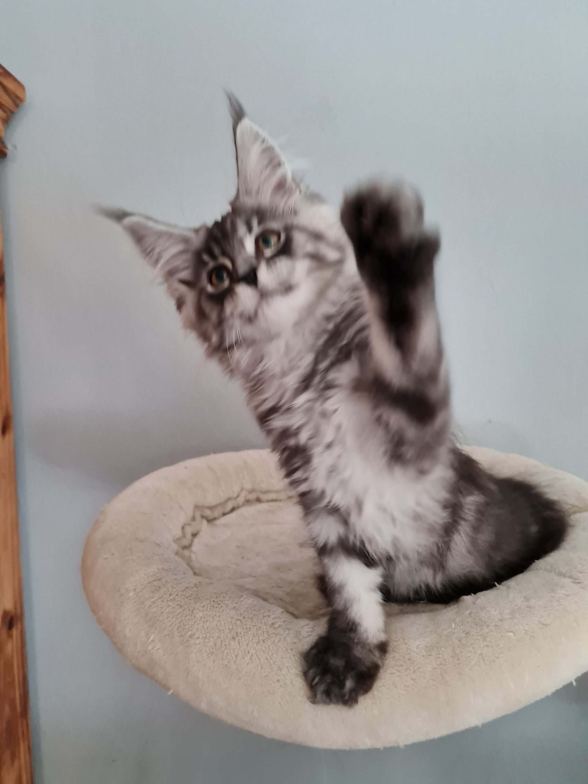 K-nest – Maine Coon Cattery Millbridge