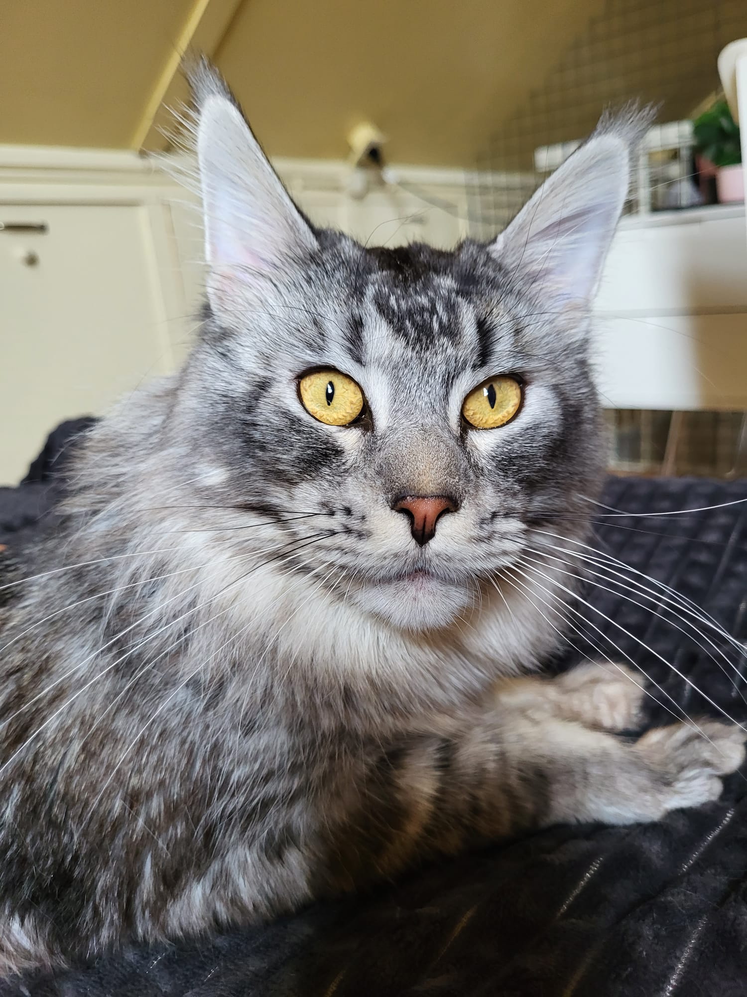 FR* Tuamotu da Vinci’s Coon – Maine Coon Cattery Millbridge