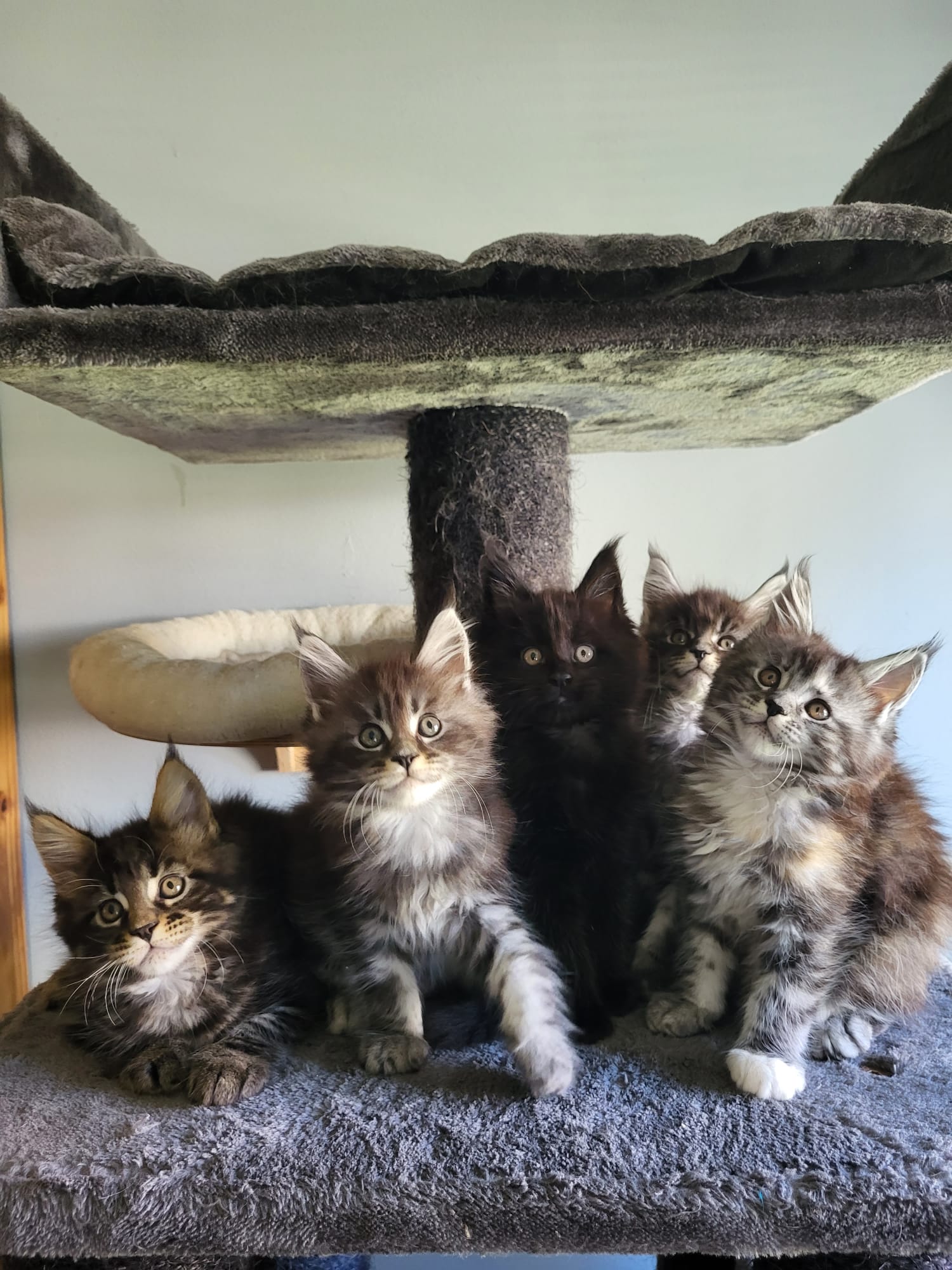 Stars nest – Maine Coon Cattery Millbridge