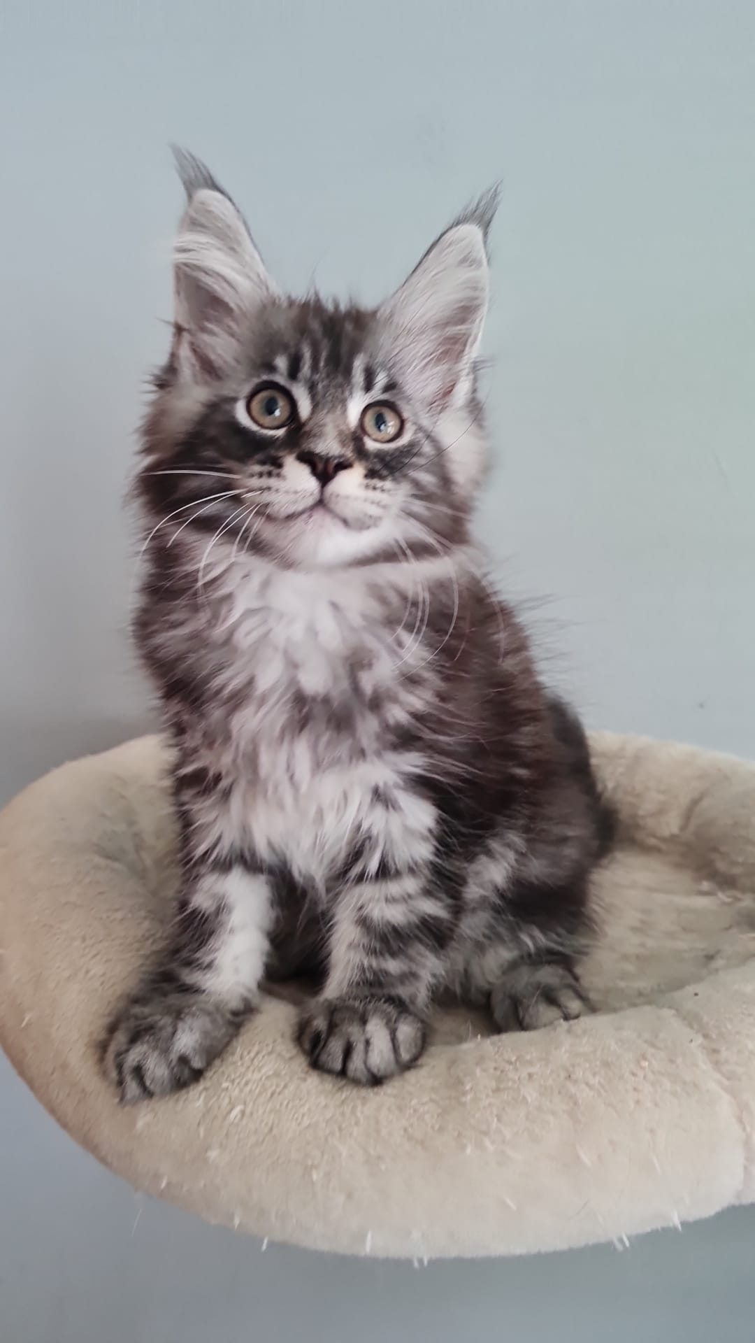 Stars nest – Maine Coon Cattery Millbridge