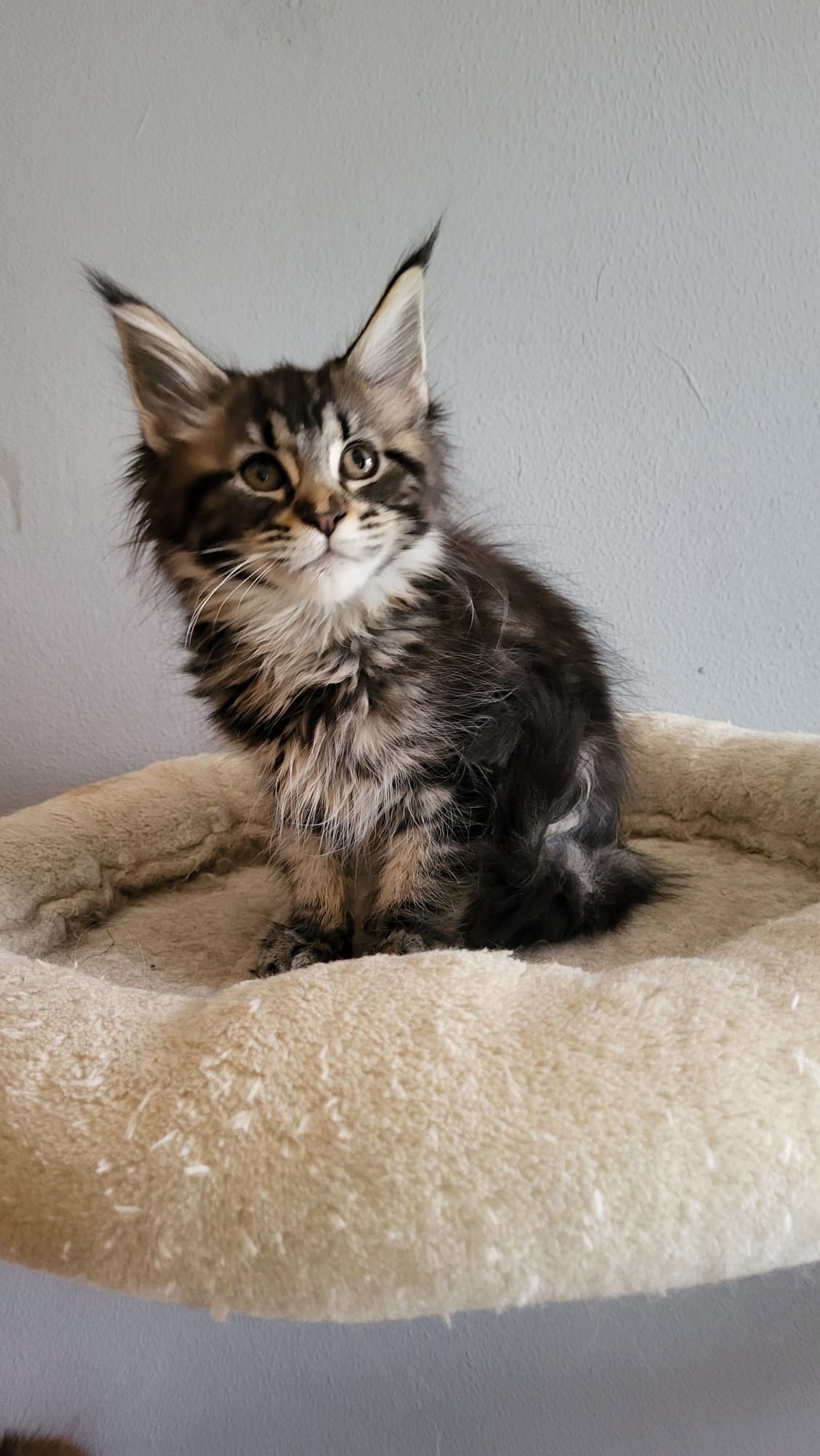 M-nest – Maine Coon Cattery Millbridge