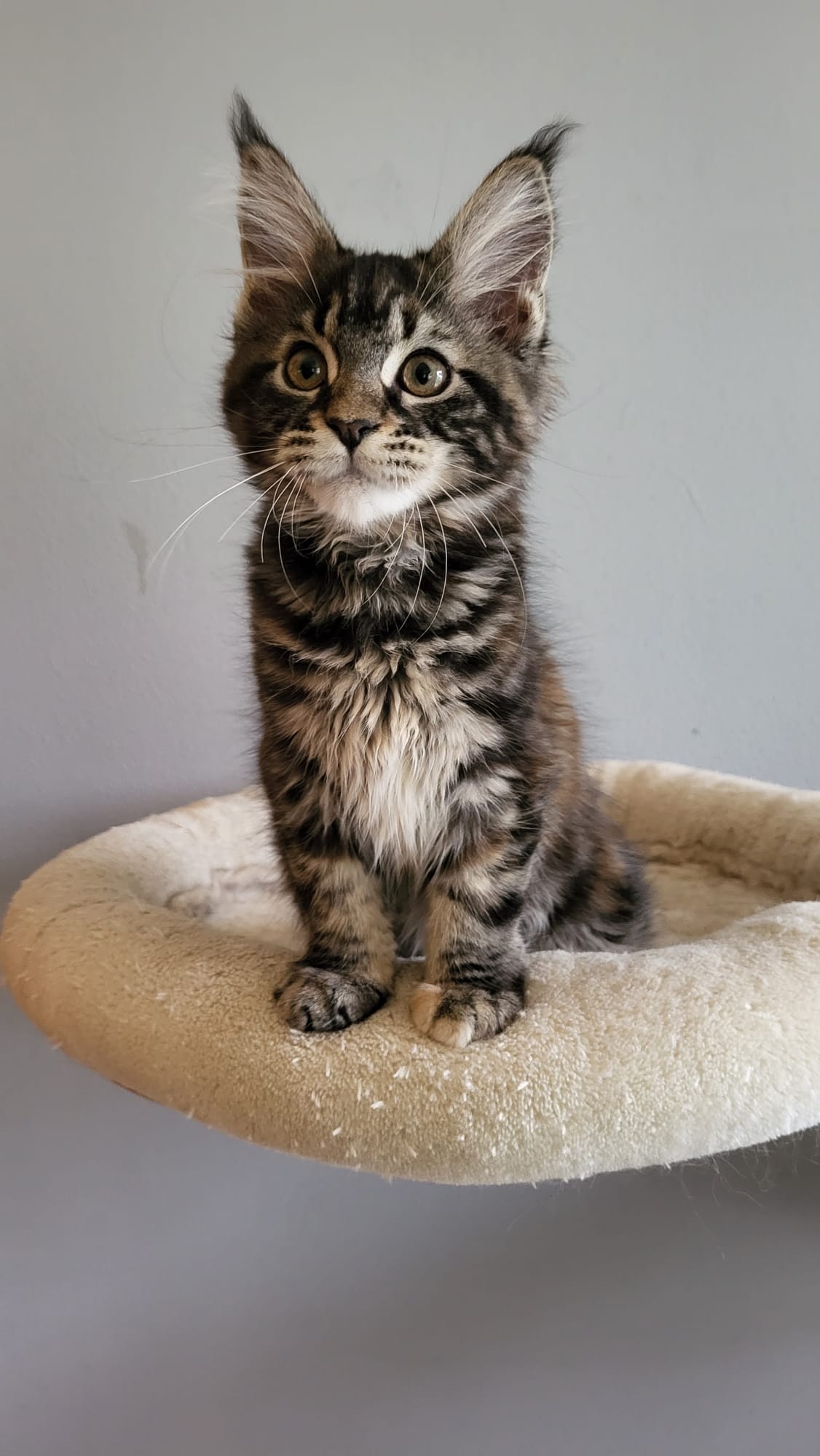 L-nest – Maine Coon Cattery Millbridge