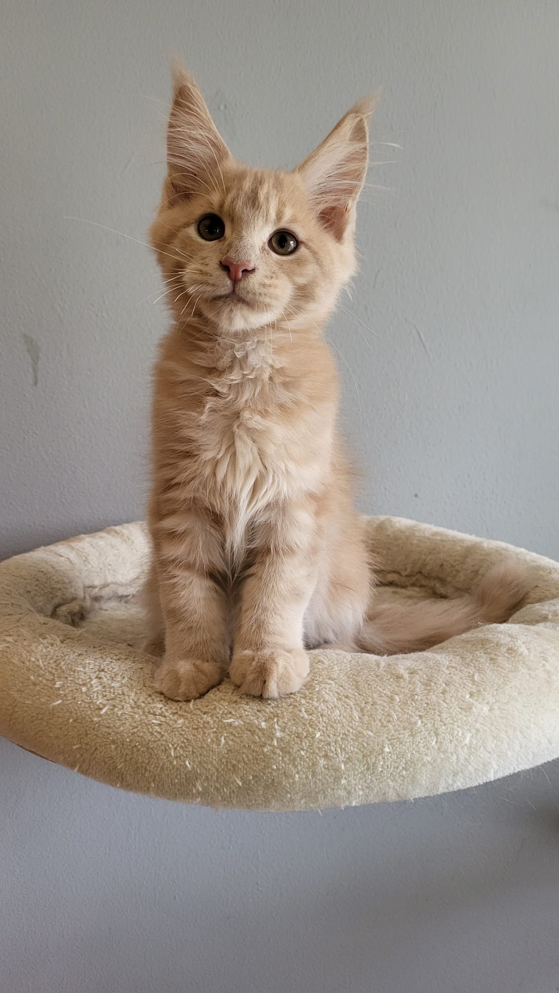 L-nest – Maine Coon Cattery Millbridge