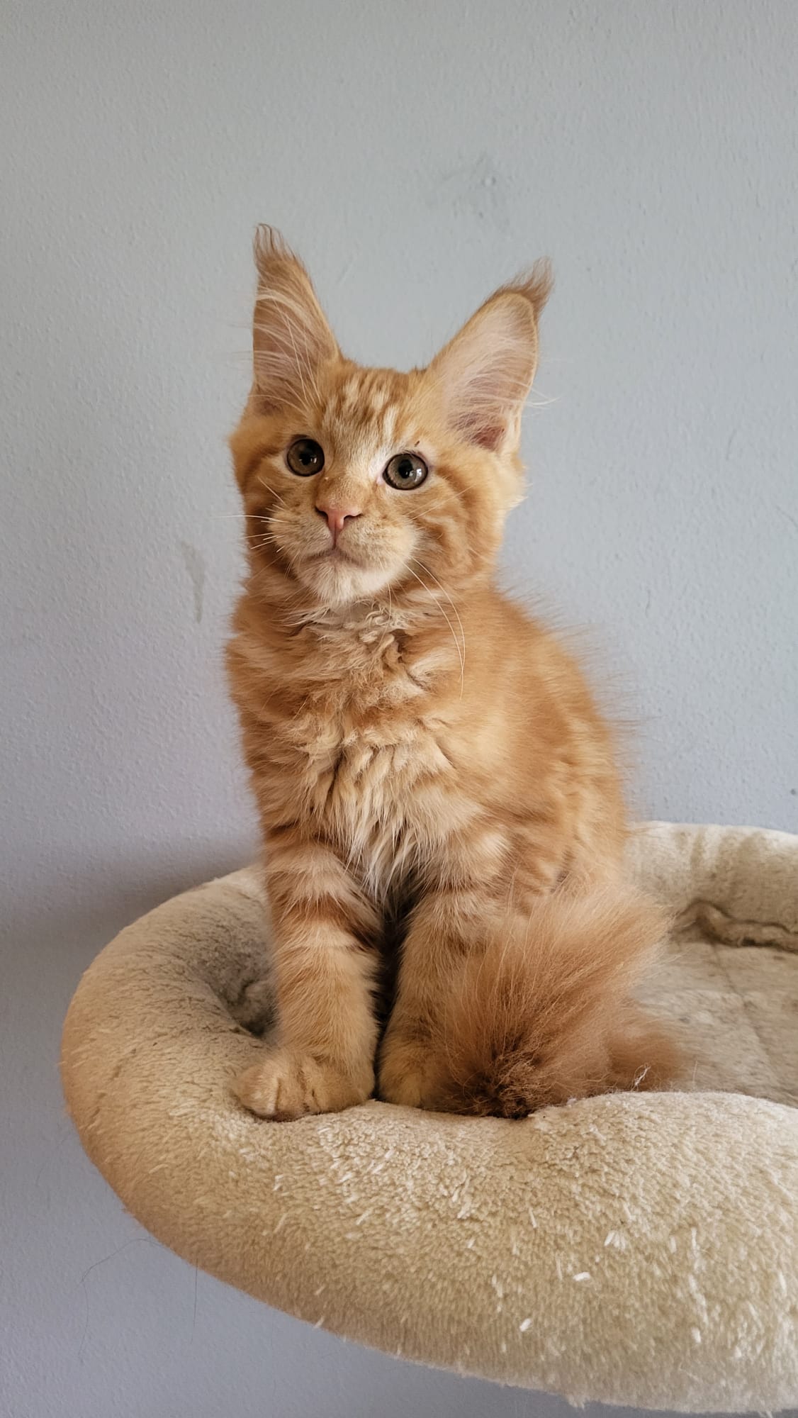 L-nest – Maine Coon Cattery Millbridge