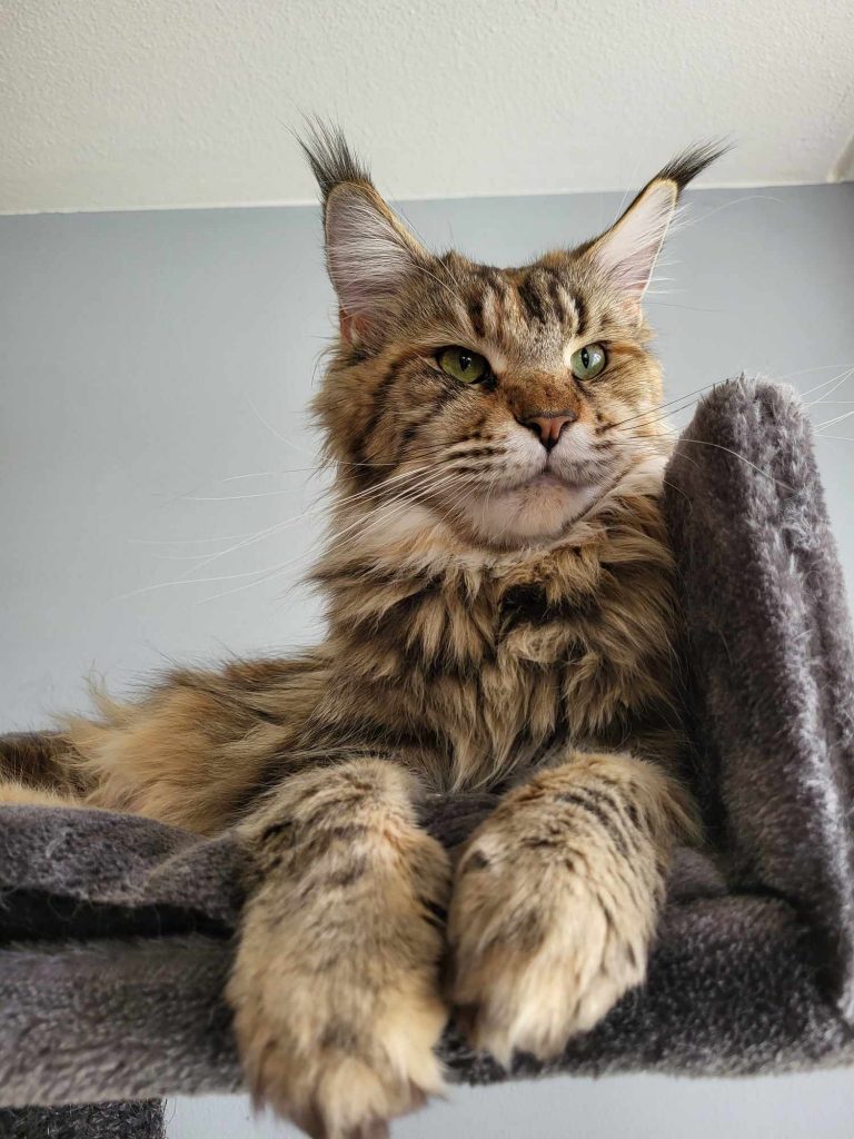 Herplaatsers | Maine Coon cattery Millbridge