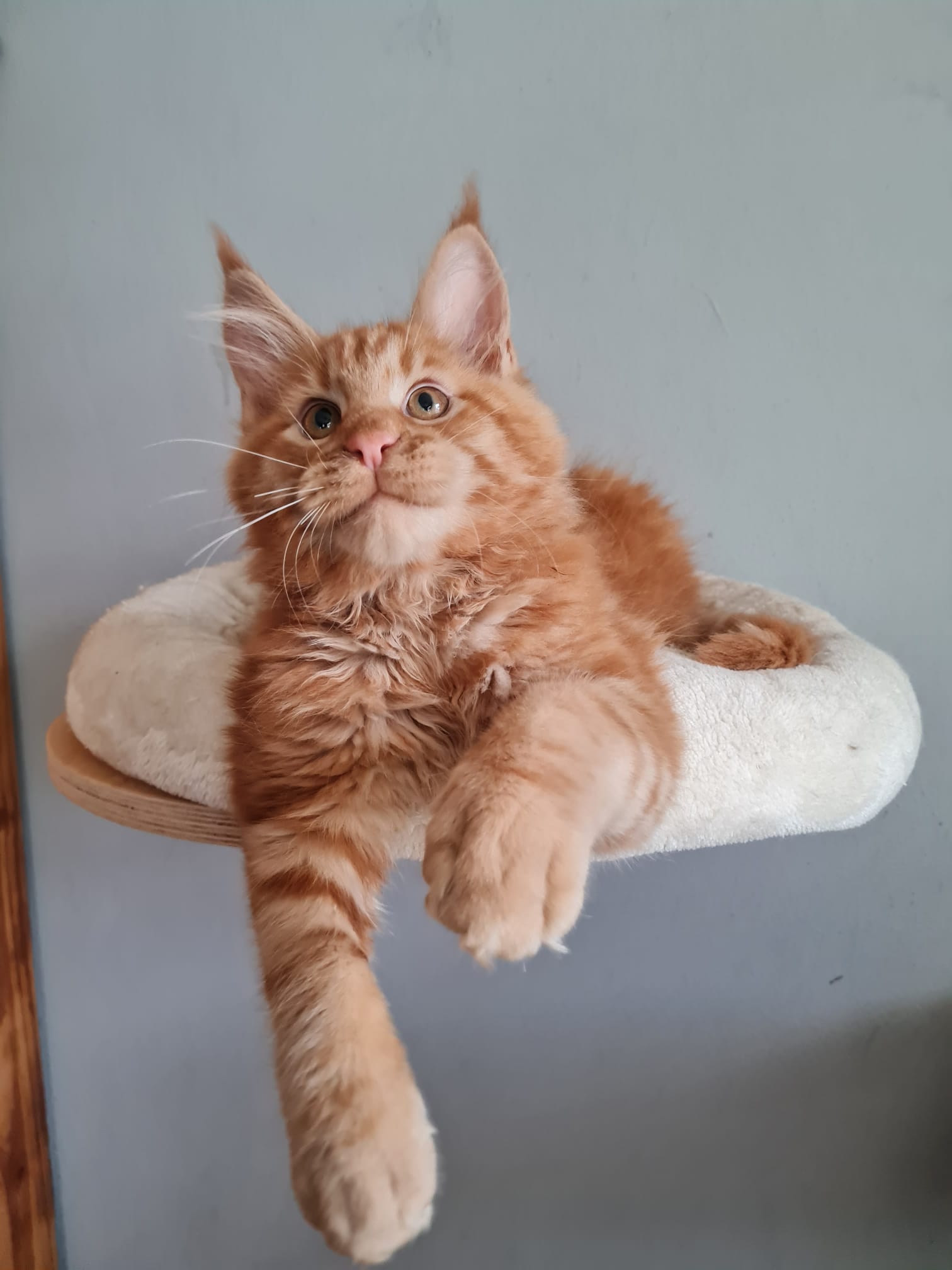 N-nest – Maine Coon Cattery Millbridge