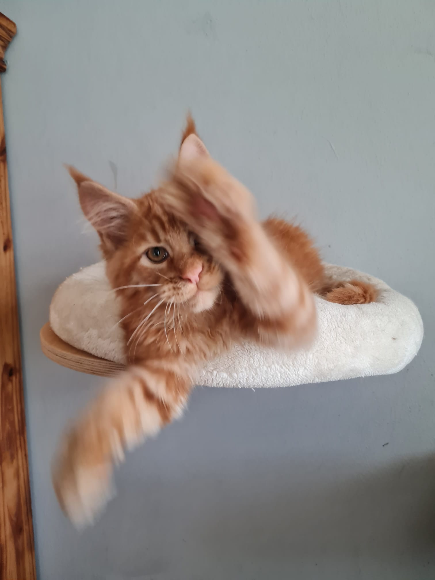 N-nest – Maine Coon Cattery Millbridge