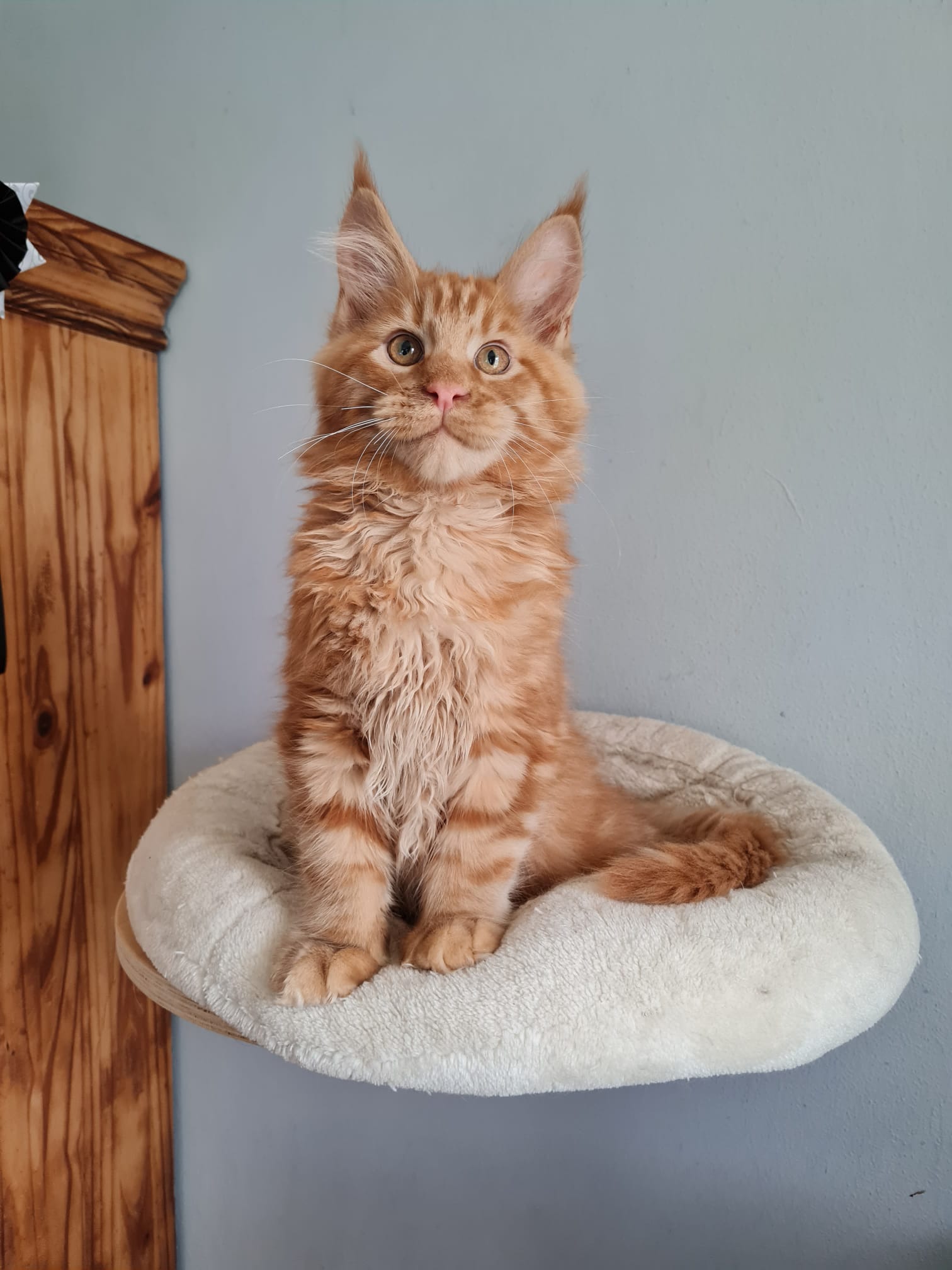 N-nest – Maine Coon Cattery Millbridge