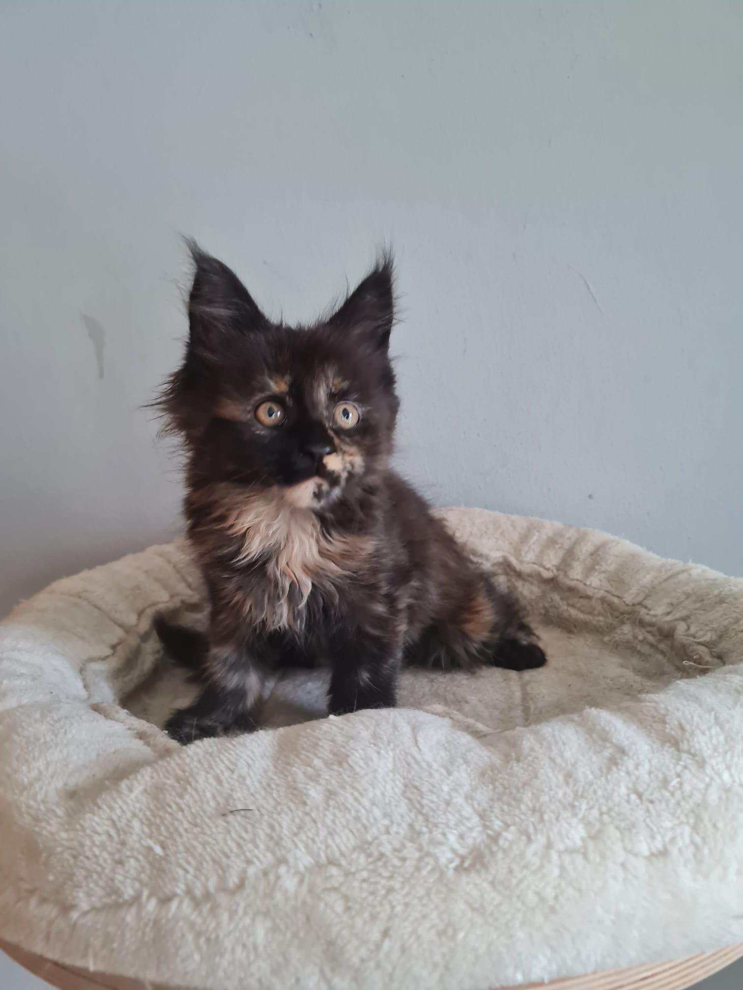 Oreo Maine Coon Cattery Millbridge