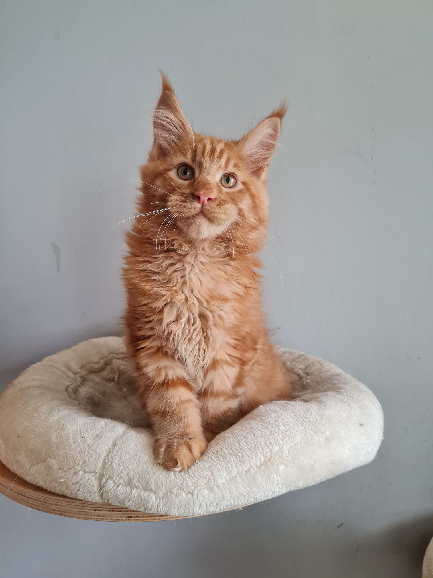 N-nest – Maine Coon Cattery Millbridge