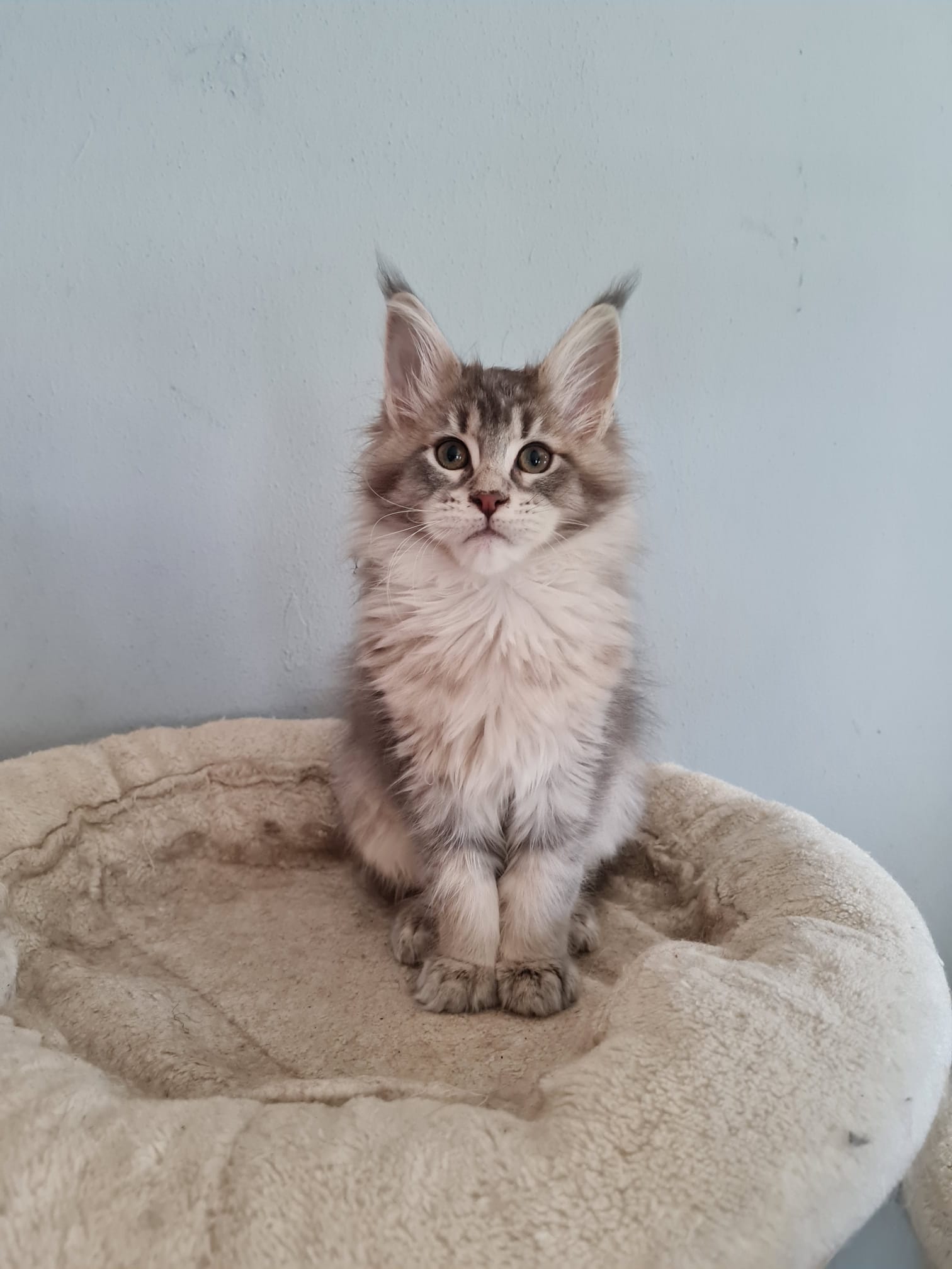 P nest – Maine Coon Cattery Millbridge