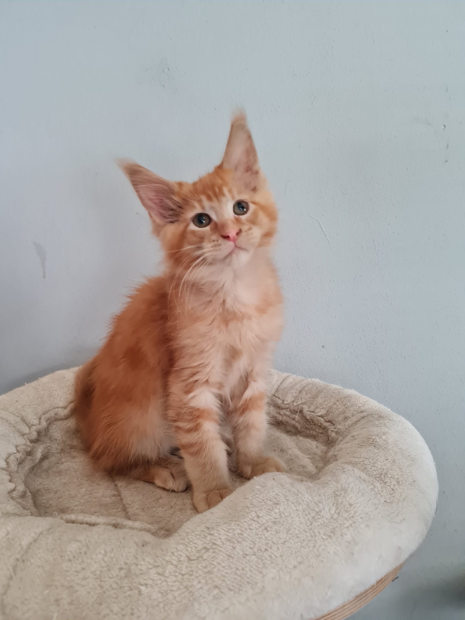 P nest – Maine Coon Cattery Millbridge